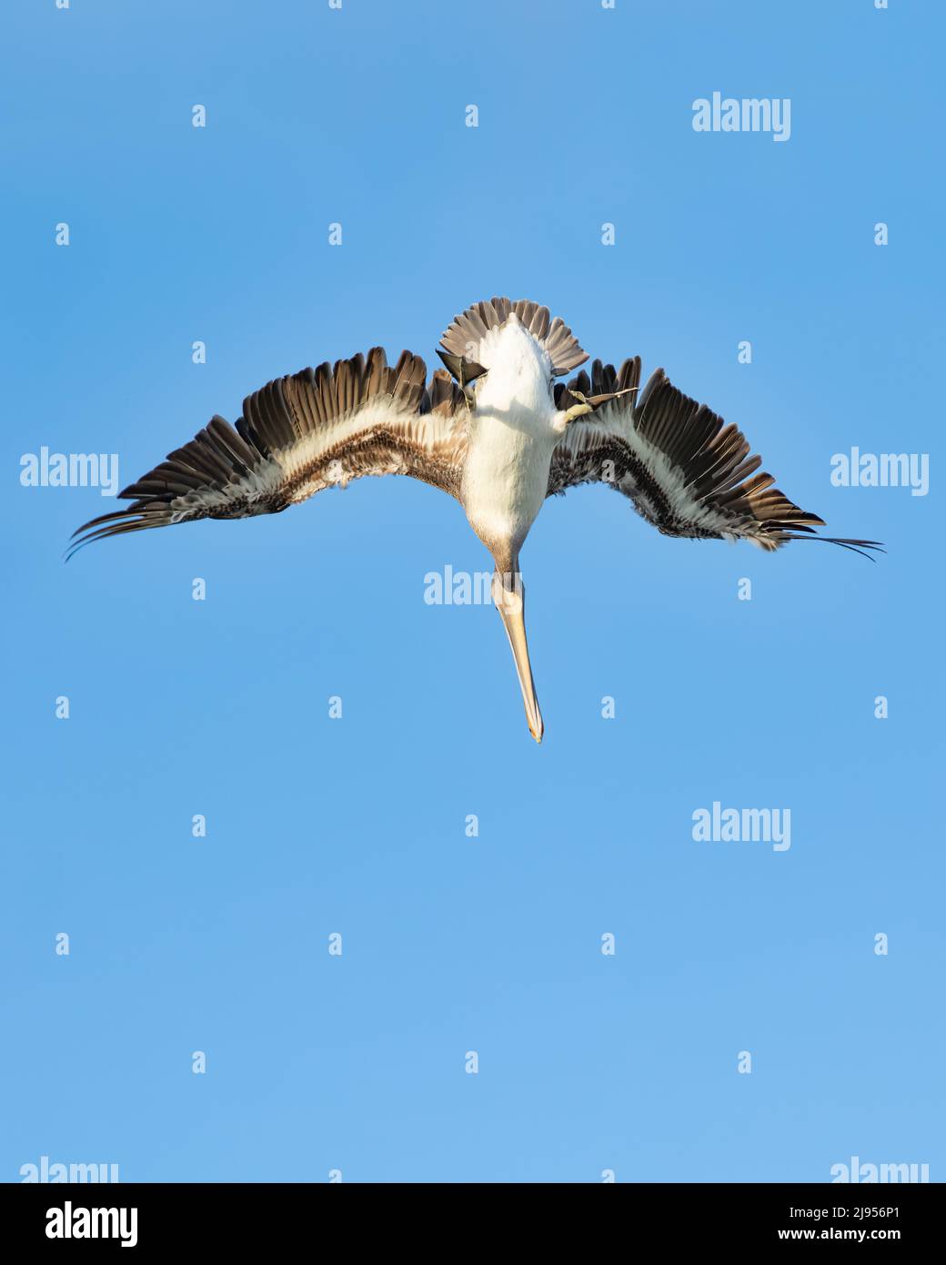 Pelican flying dive diving hi-res stock photography and images - Alamy