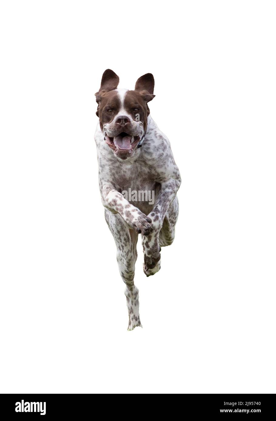 Pakistani pointers hi-res stock photography and images - Alamy