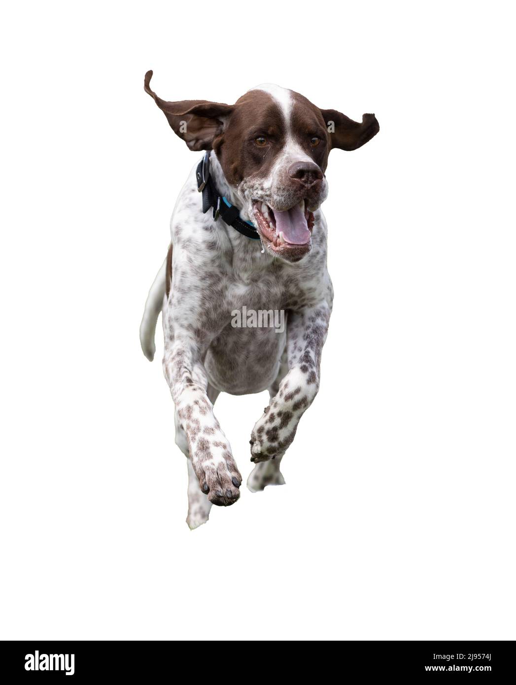 German short haired pointed running against a white background Stock ...