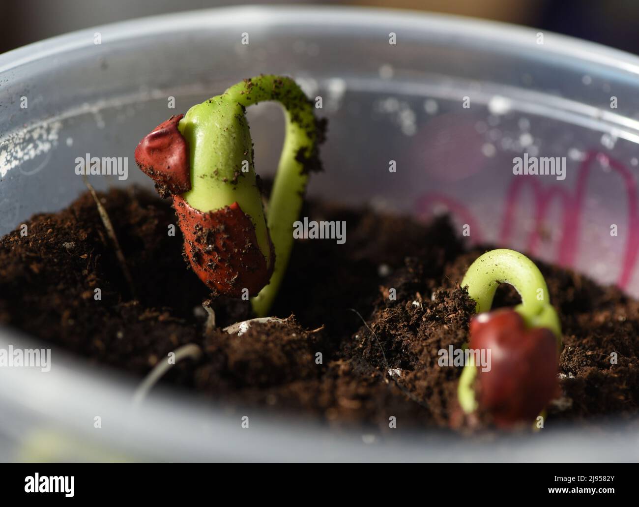 A bean sprout seedling grows in a small pot of dirt Stock Photo - Alamy