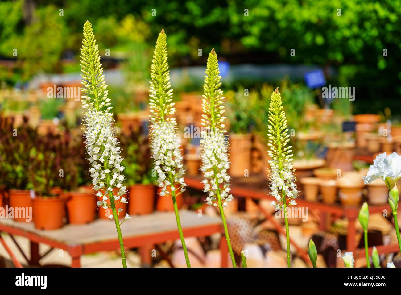 Sticks of white flowers lined up in the botanical garden Stock Photo ...