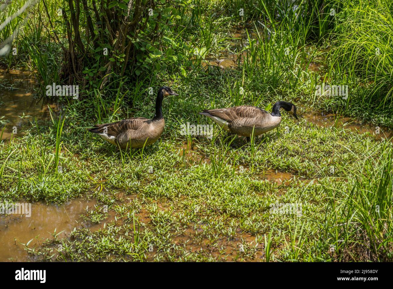 Foraging for water plants hi-res stock photography and images - Alamy