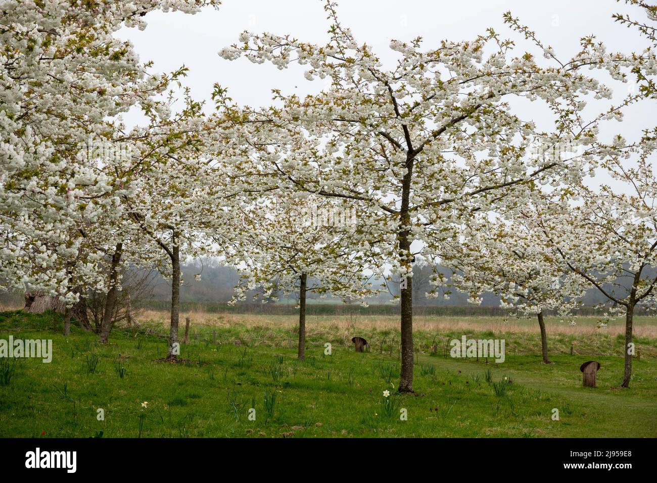 beautiful blossom of the japenese flowering cherry the national flower ...