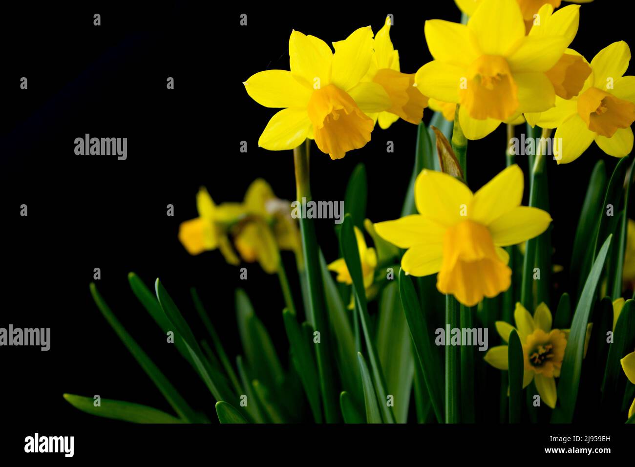 bouquet of yellow daffodils on a black background with space for ...