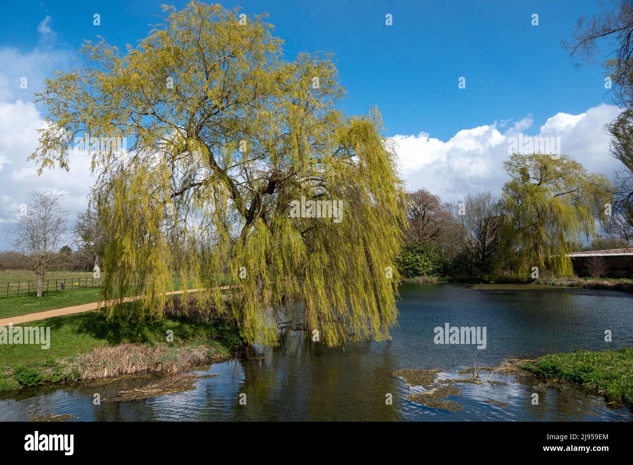 beautiful weeping willow overhanging a river Stock Photo - Alamy