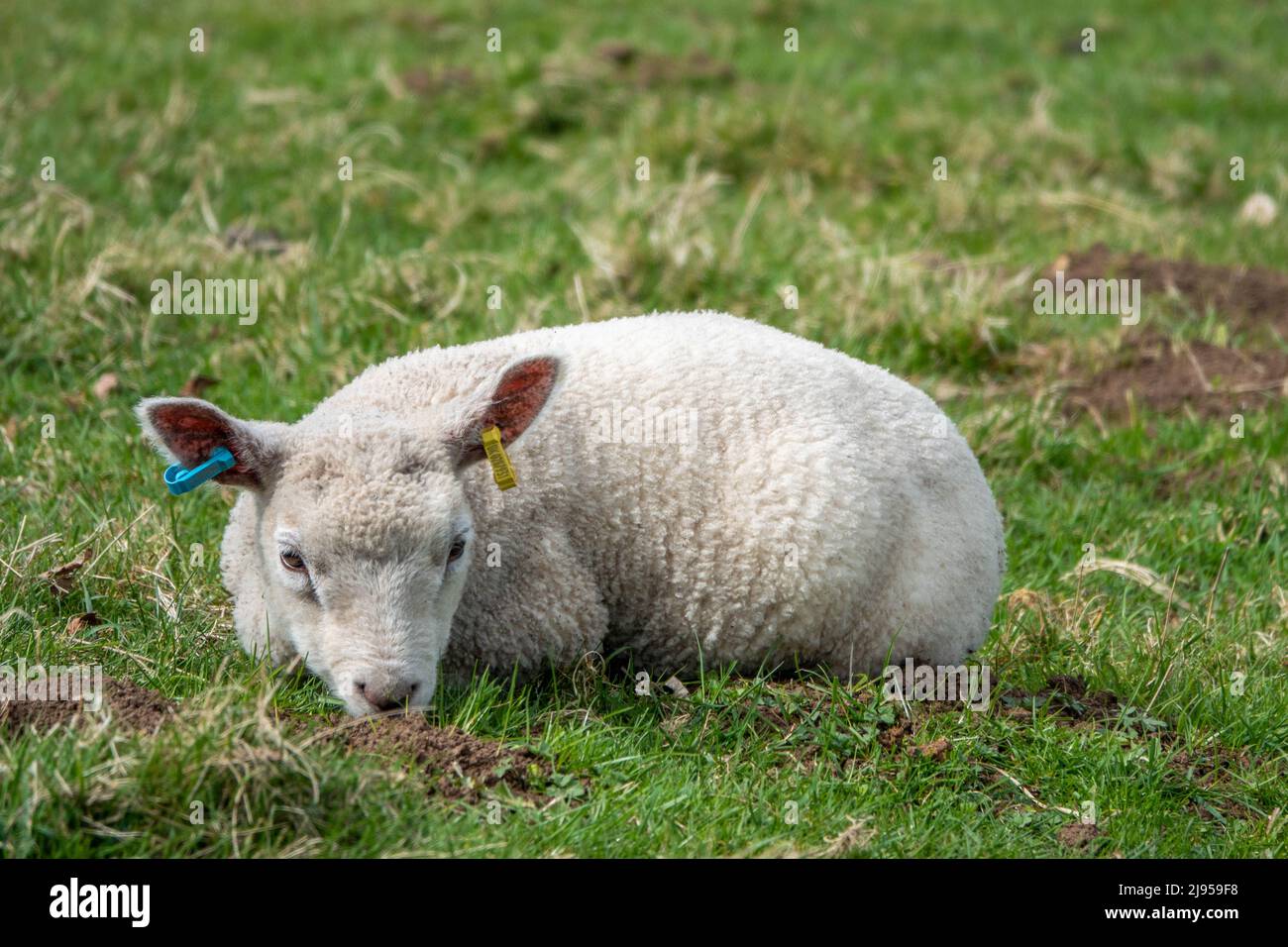 cute lamb resting in the meadow Stock Photo - Alamy