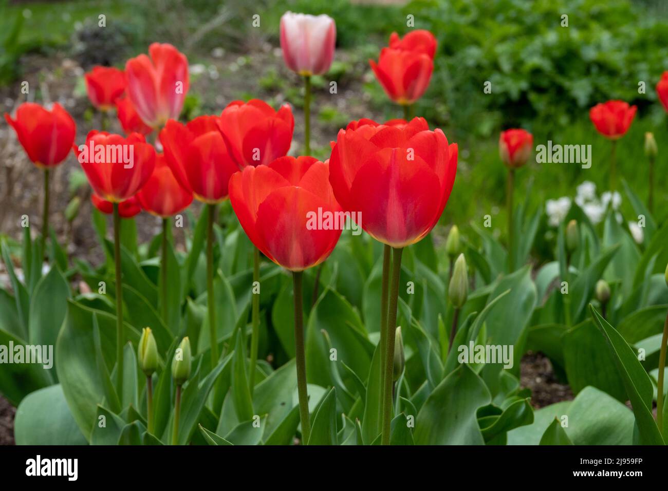beautiful bright red tulips in the spring Stock Photo - Alamy