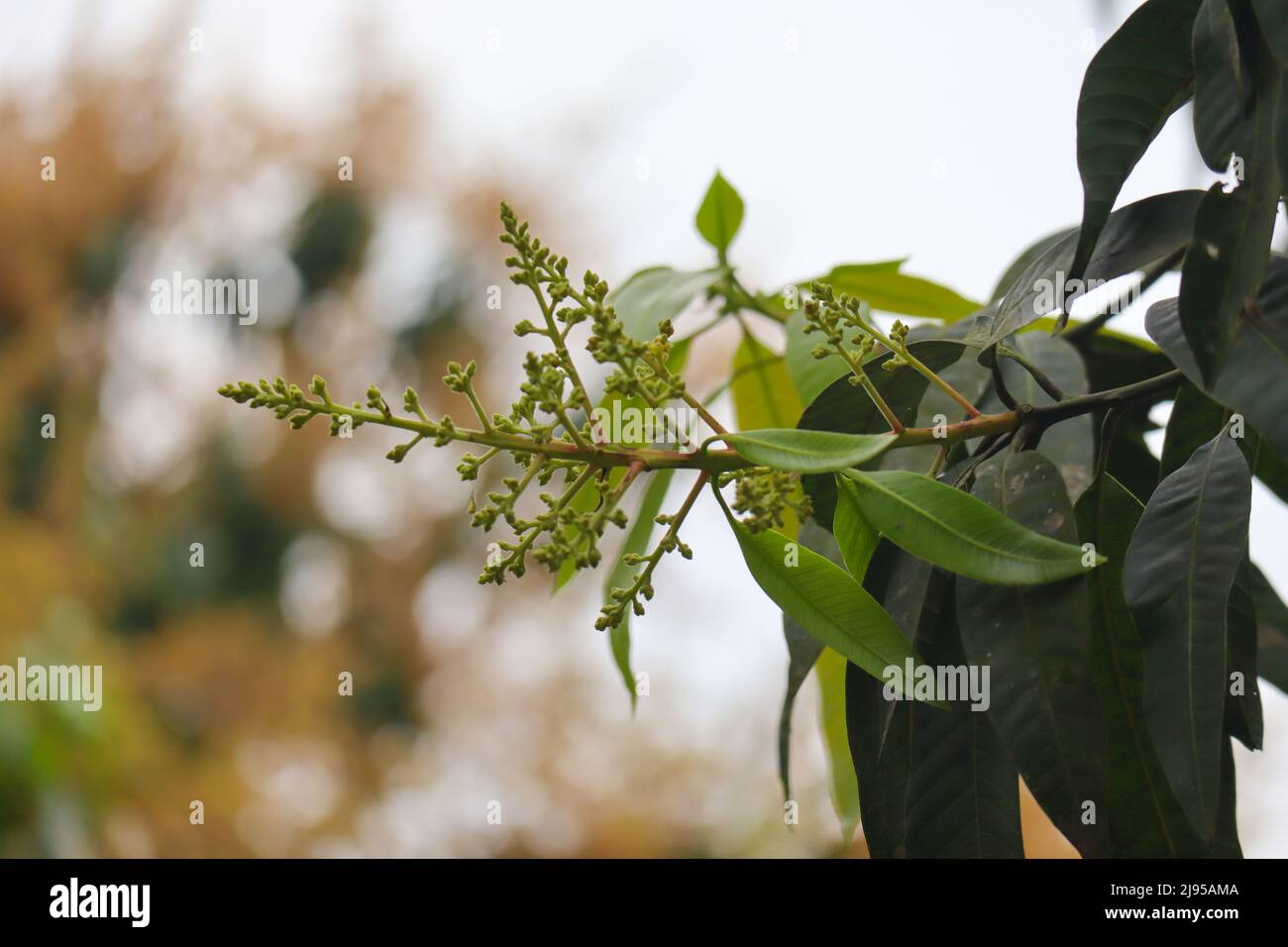 Mango bud flowers Stock Photo - Alamy