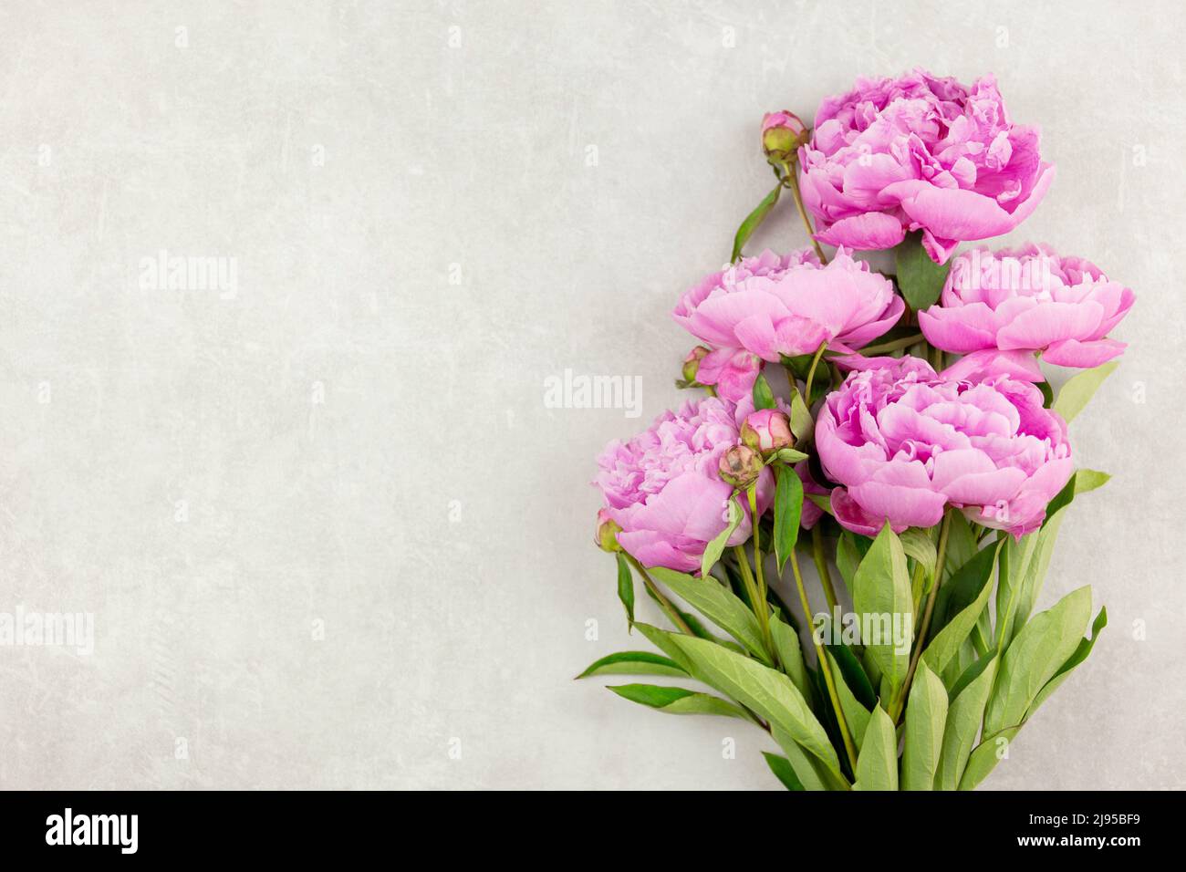 Light peonies hi-res stock photography and images - Alamy