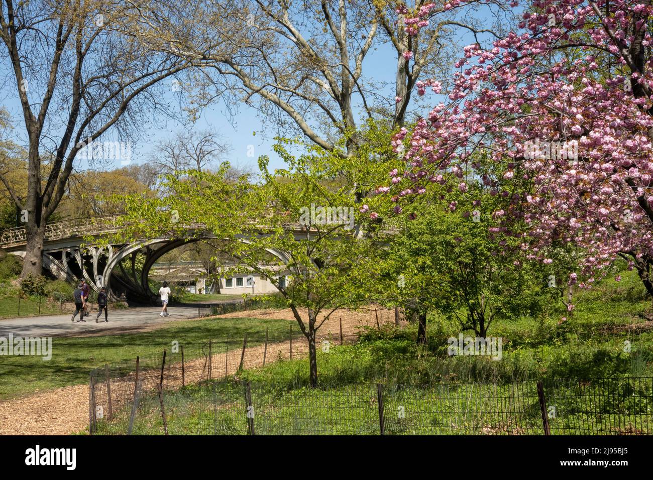 Central Park is a beautiful oasis in springtime, New York City, USA ...