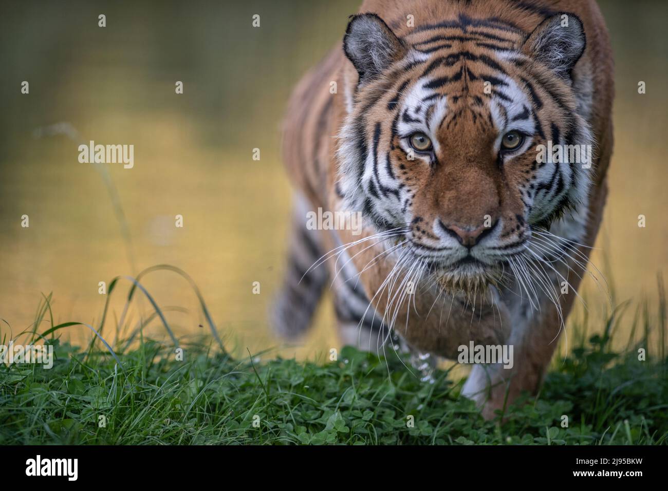 Running tiger hi-res stock photography and images - Alamy