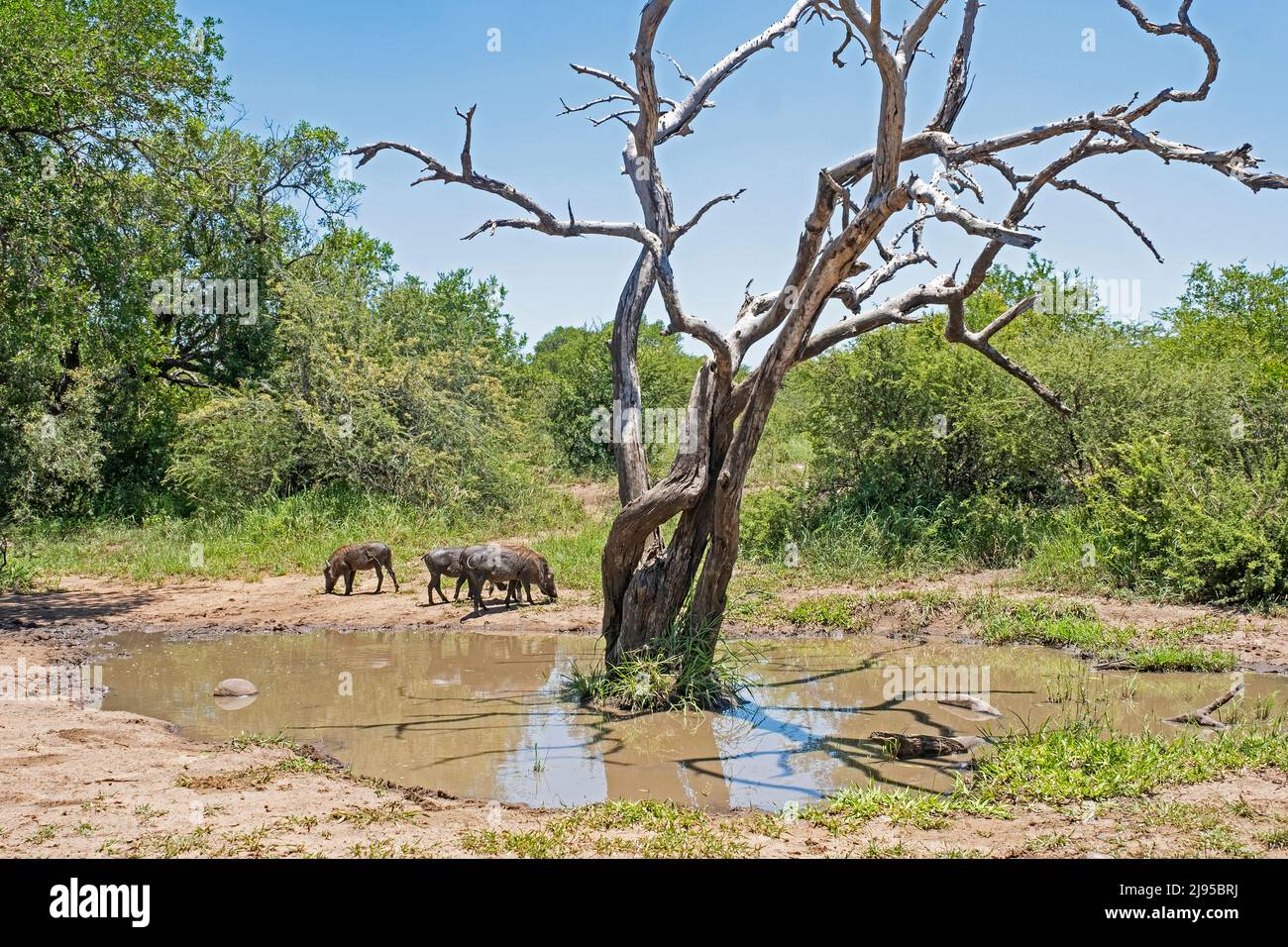 Three common warthogs (Phacochoerus africanus) foraging at waterhole ...