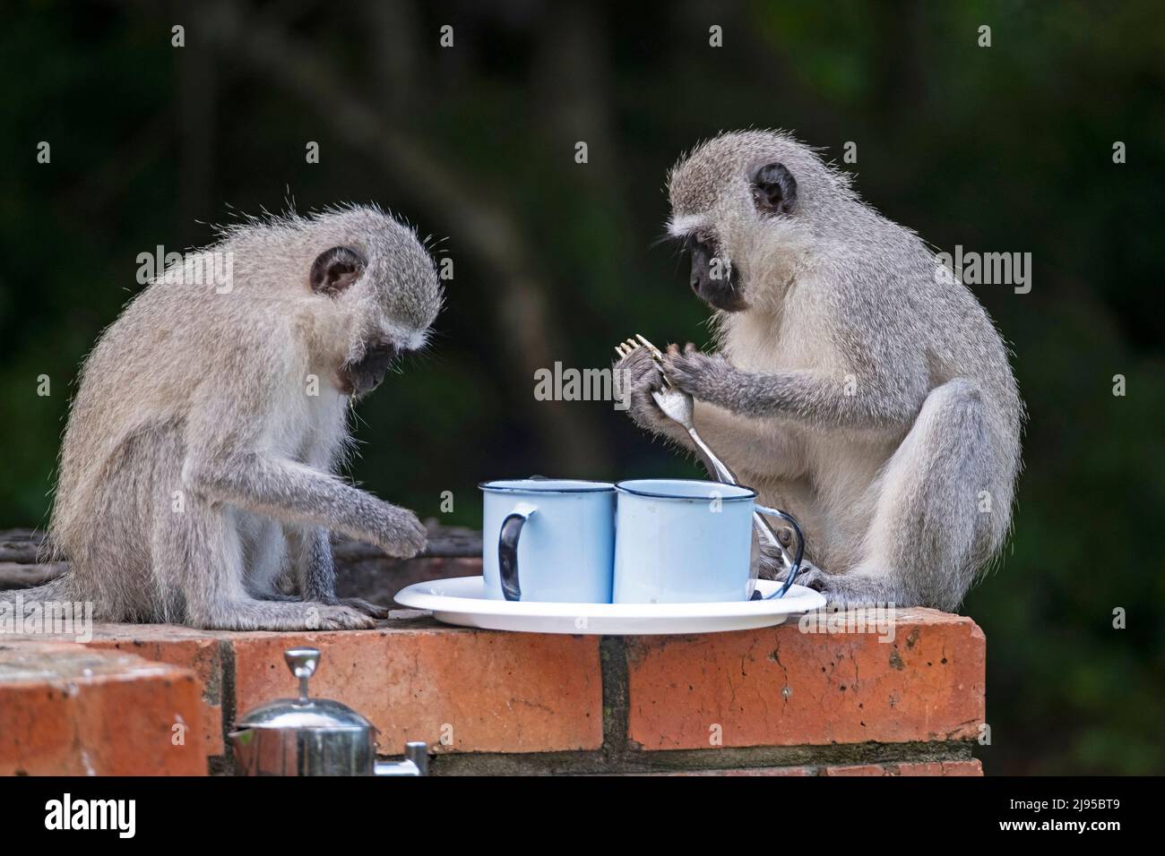 South african monkeys hi-res stock photography and images - Alamy