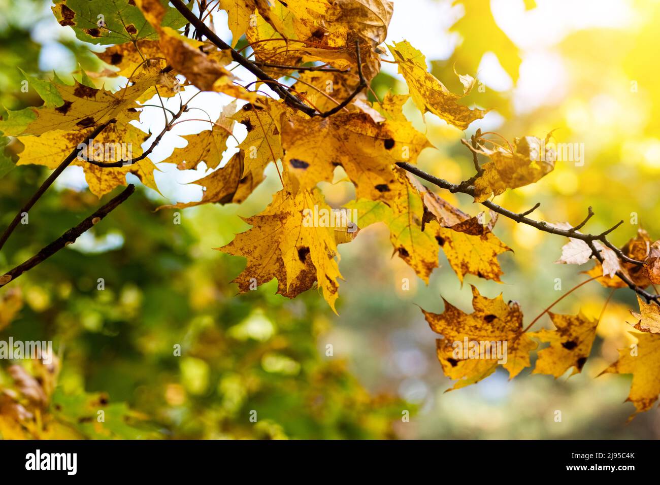 Colorful maple tree leaves. Early autumn. Season specific Stock Photo ...
