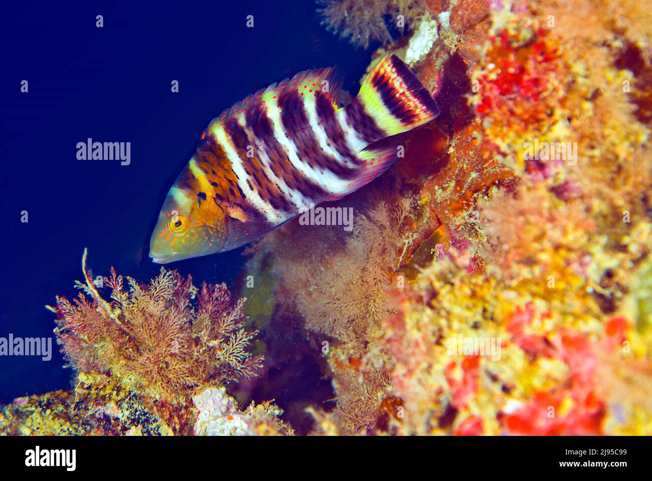 Redbreasted wrasse, Palau, Micronesia Stock Photo - Alamy