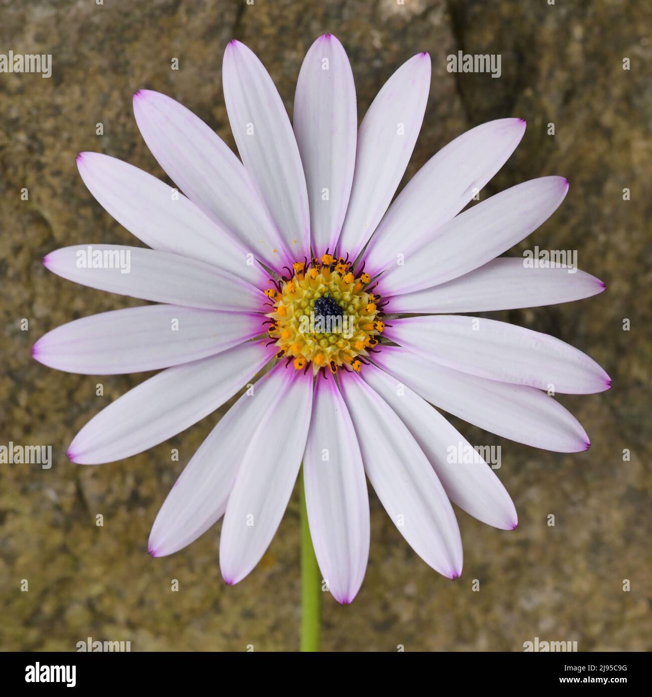 Closeup Mediterranean Garden With African Daisy Flower Dimorphotheca ...