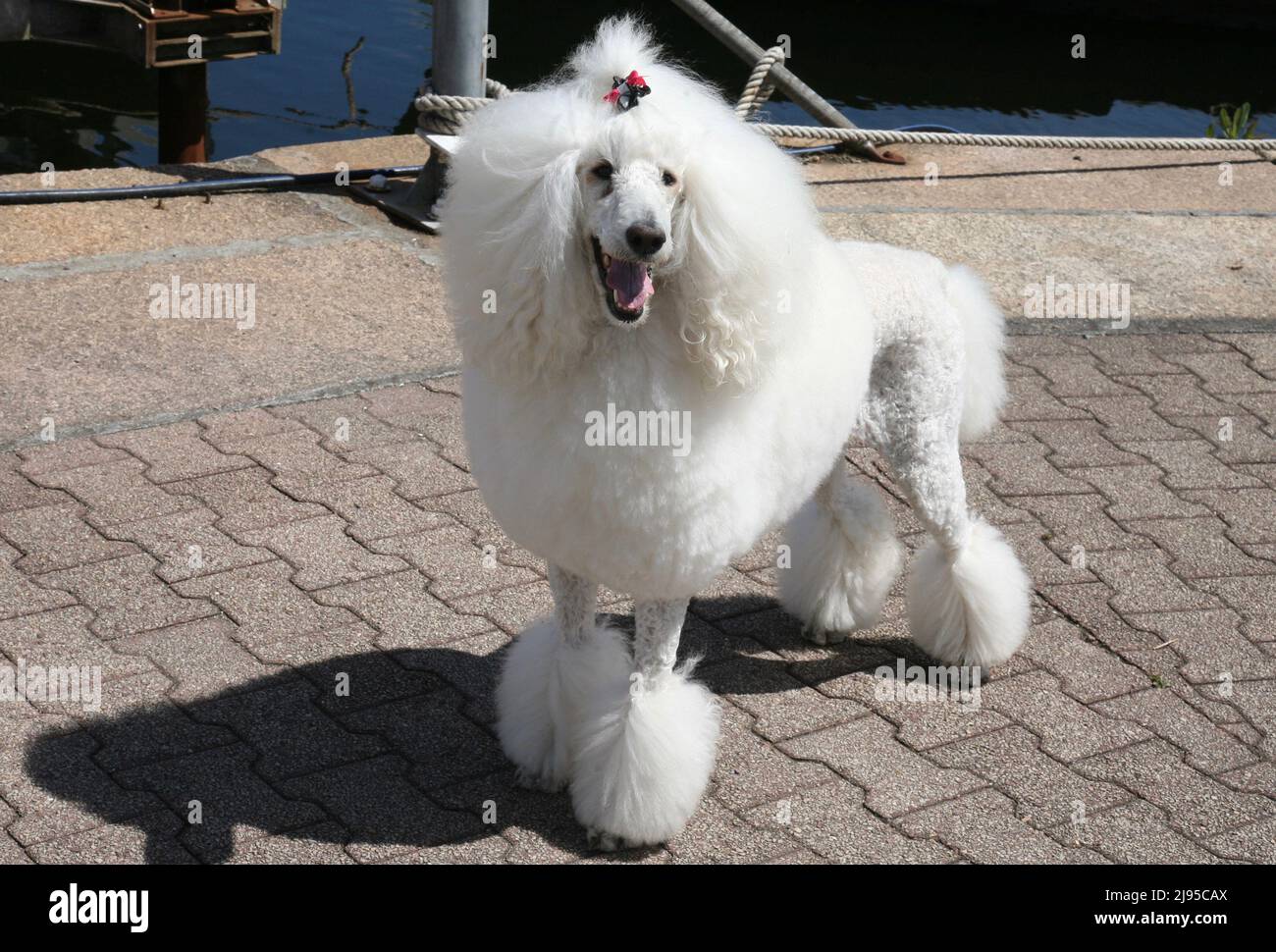 Pampered poodle hi-res stock photography and images - Alamy