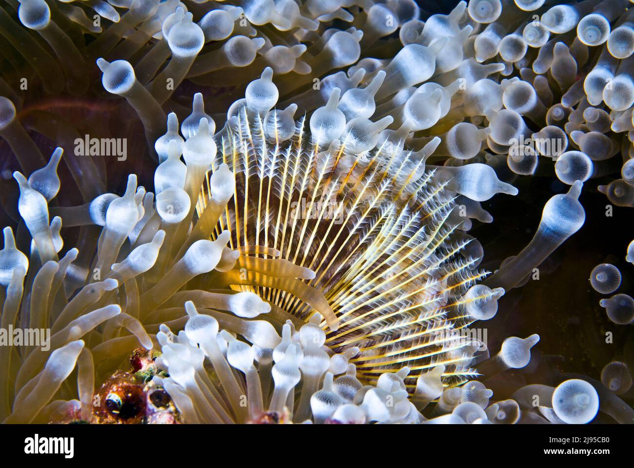 Chuyo Maru shipwreck, Palau, Micronesia Stock Photo - Alamy