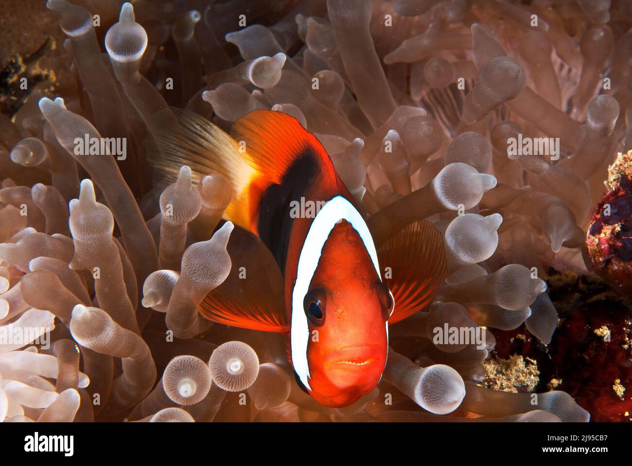 Chuyo Maru shipwreck, Palau, Micronesia Stock Photo - Alamy