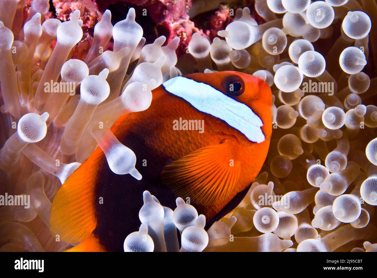 Tomato anemonefish, Chuyo Maru shipwreck, Palau, Micronesia Stock Photo ...