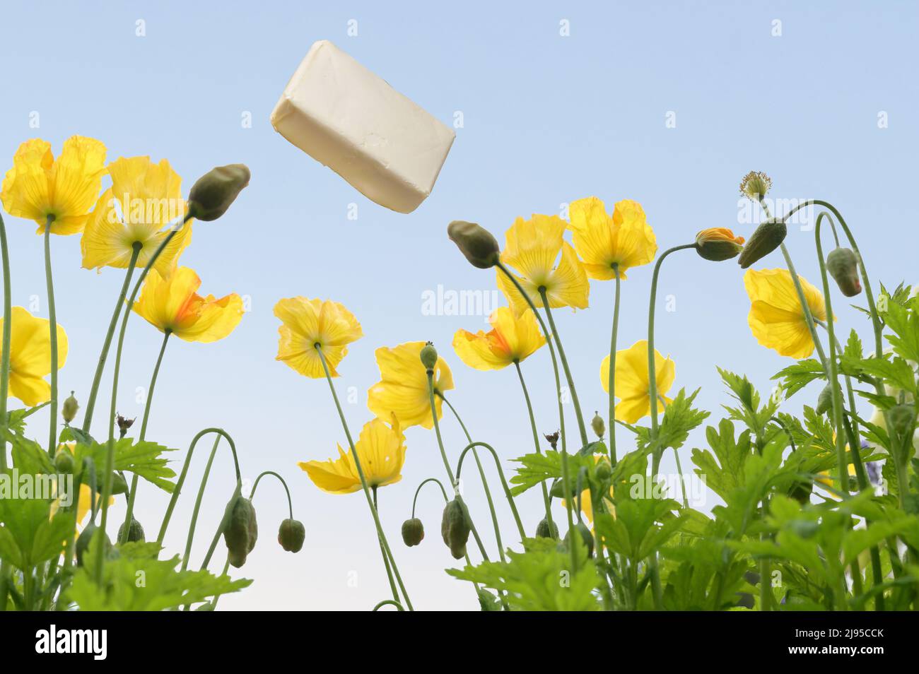 Closeup Papaver cambricum or the Welsh poppy Stock Photo - Alamy
