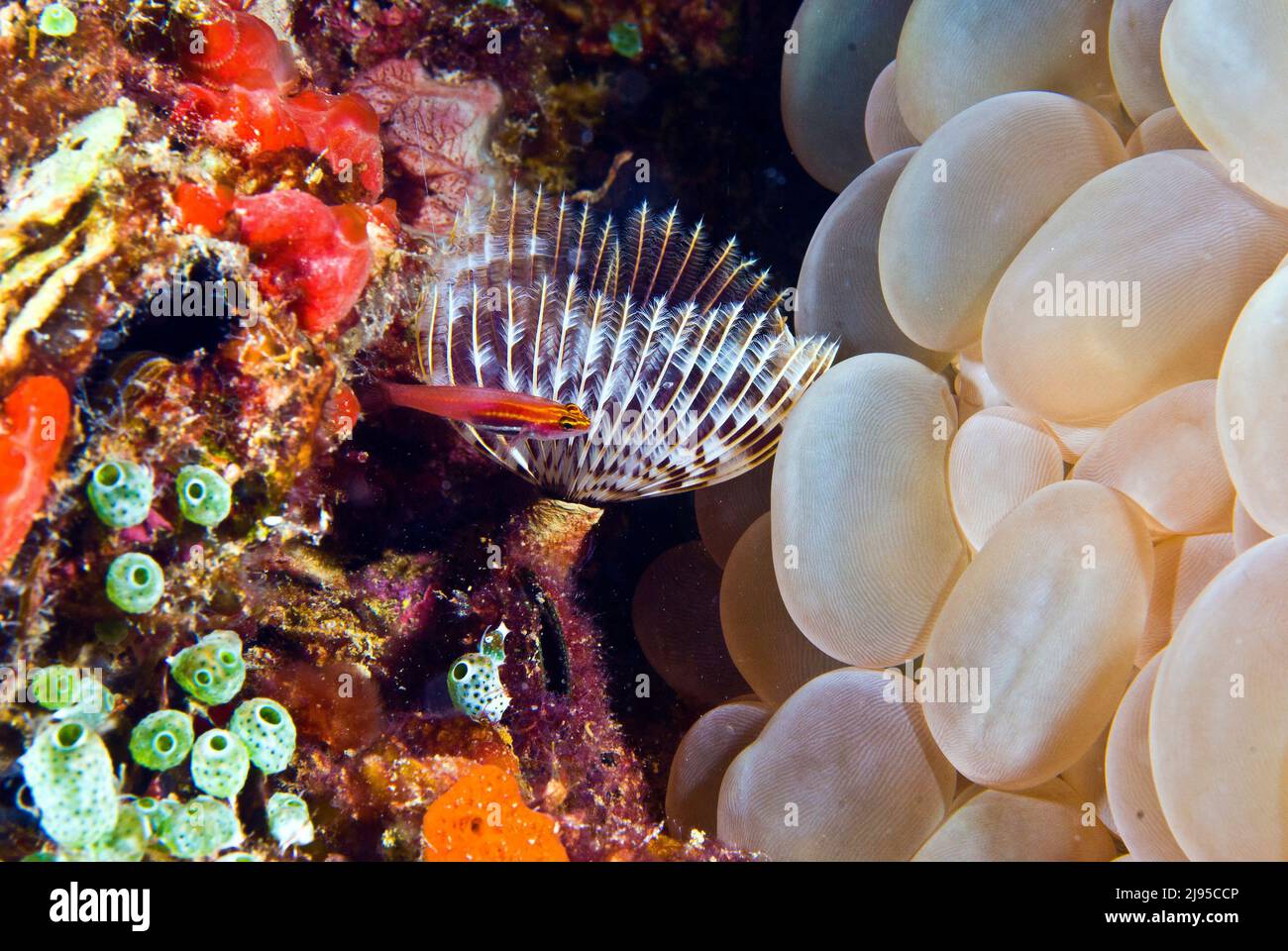 Featherduster worm near bubble coral, Chuyo Maru shipwreck, Palau ...