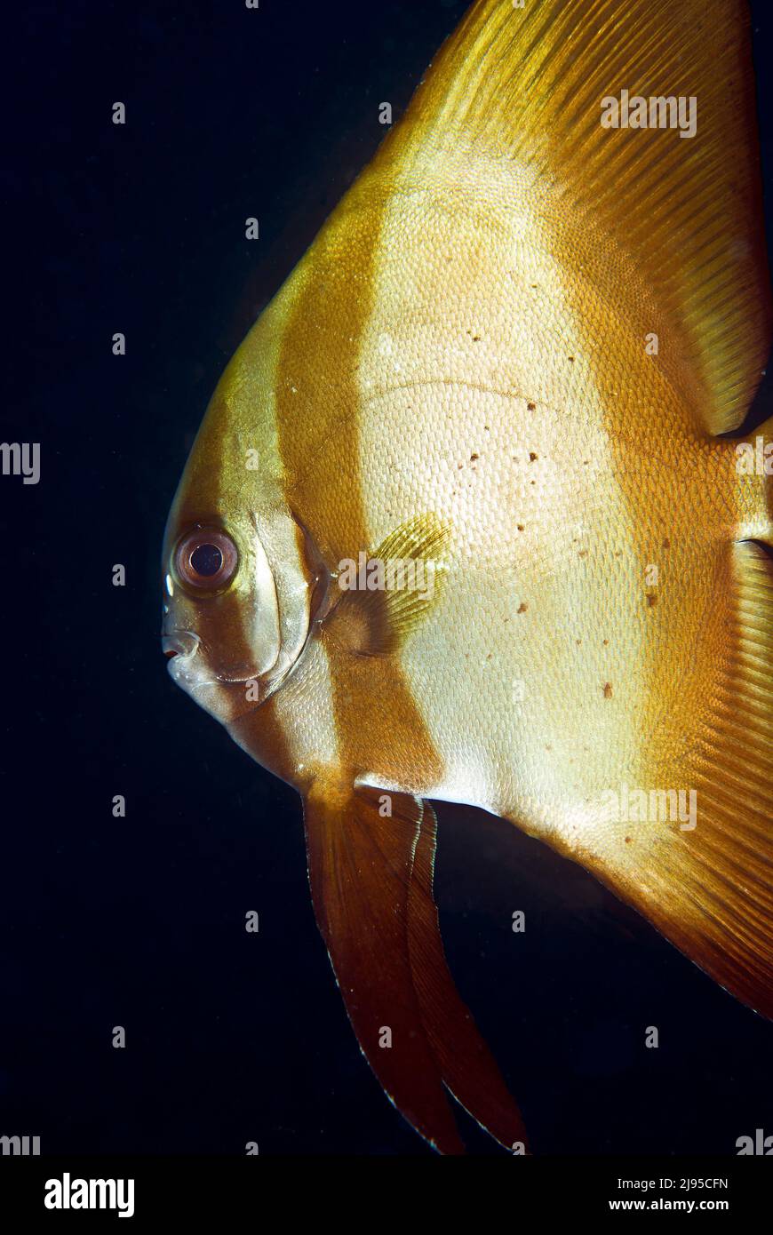 Longfin spadefish, Palau, Micronesia Stock Photo - Alamy