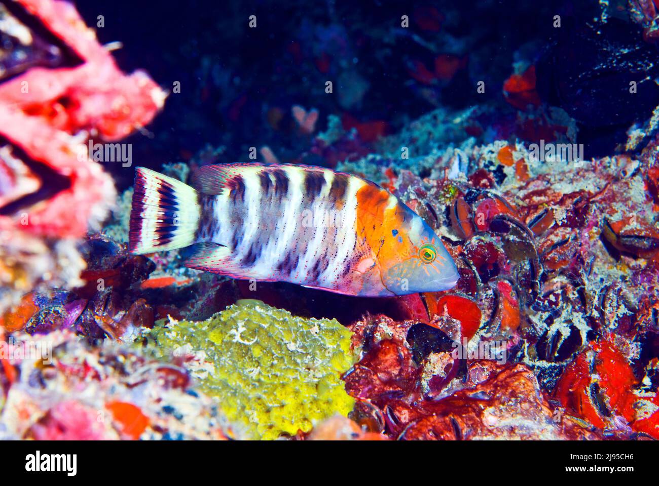 Redbreasted wrasse, Palau, Micronesia Stock Photo - Alamy