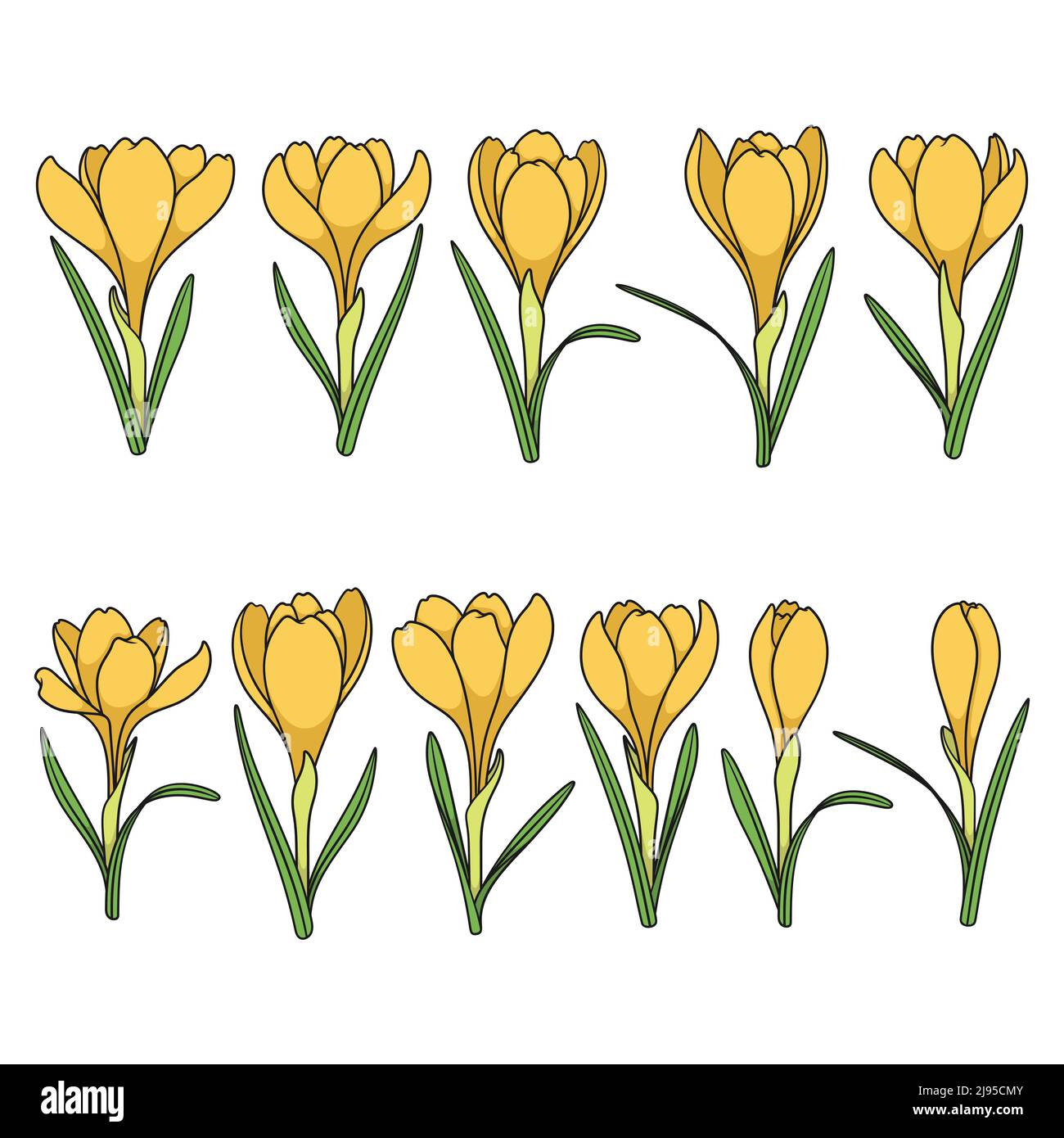 Set of color illustrations with yellow crocus flowers, saffron ...