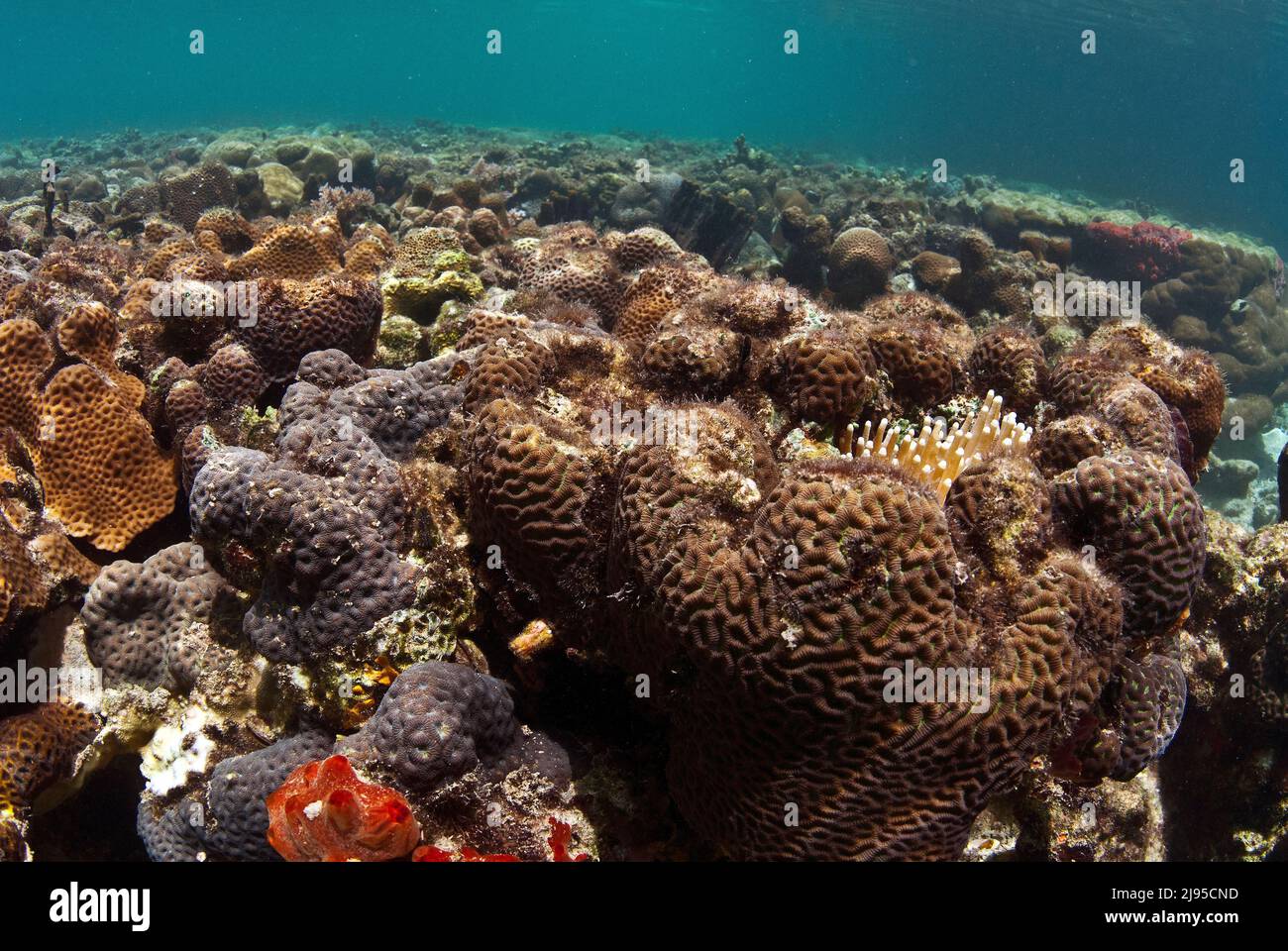 Shallow water corals at the Rock Islands of Palau, Micronesia Stock ...