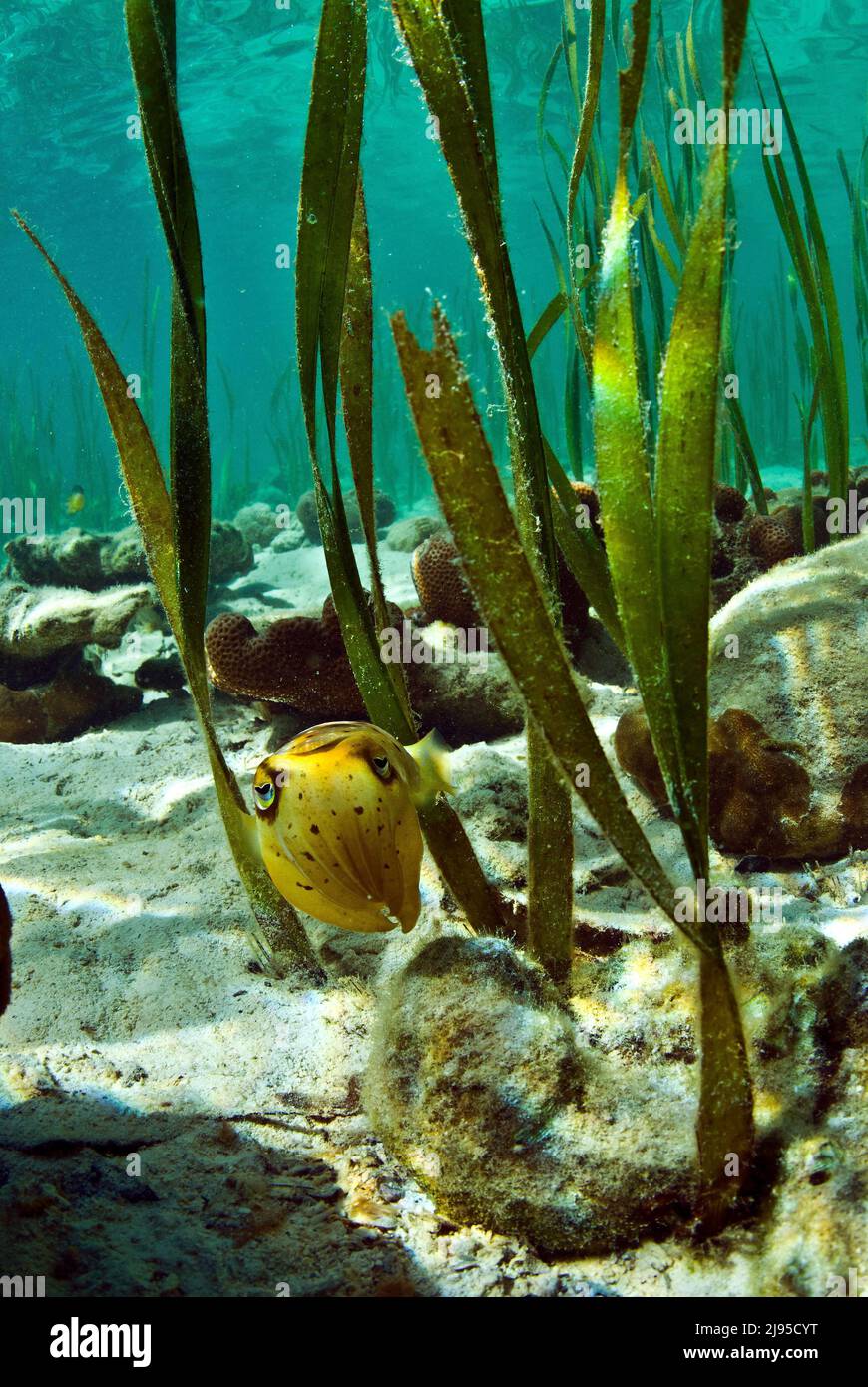 Juvenile cuttlefish in shallow water at the Rock Islands of Palau ...