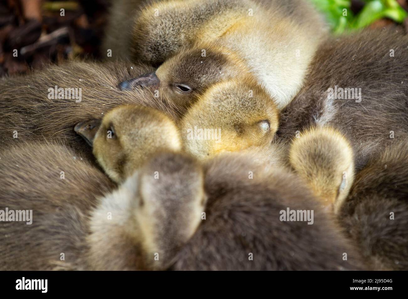 Largest and bulkiest of the wild geese hi-res stock photography and ...