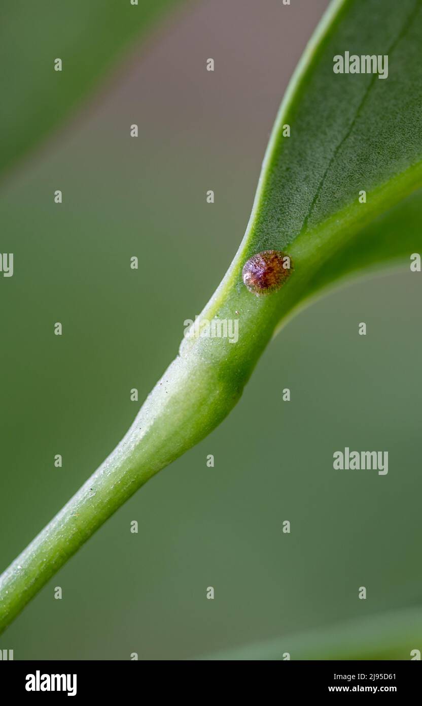 Focus on a single pest scale insect on an indoor houseplant leaf Stock ...