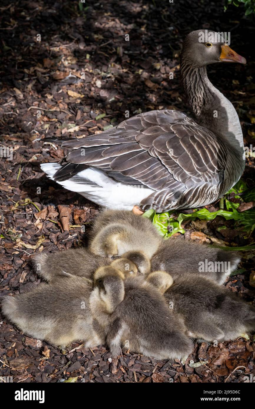 Largest and bulkiest of the wild geese native to uk hi-res stock ...