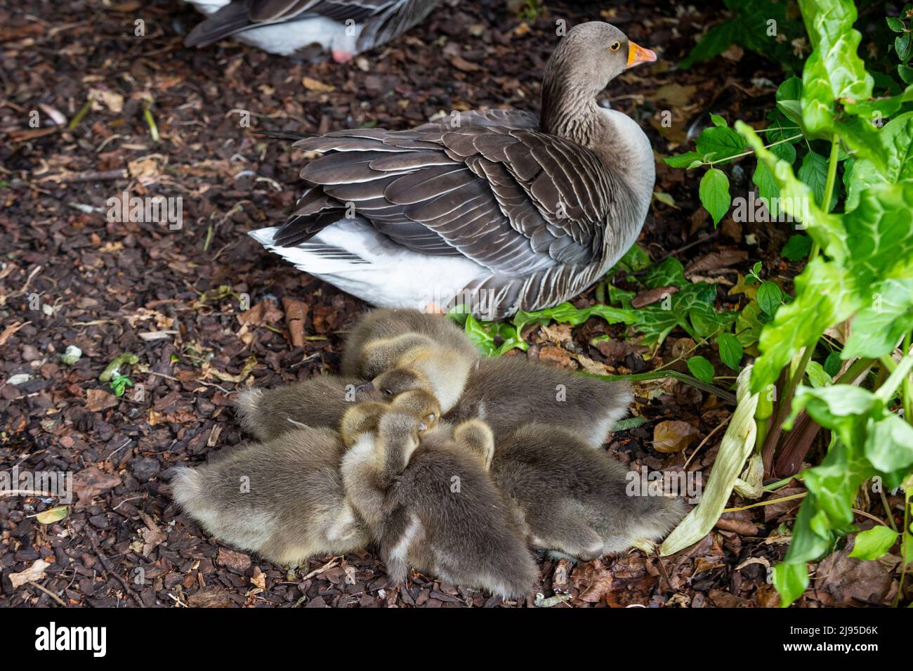 Largest and bulkiest of the wild geese hi-res stock photography and ...