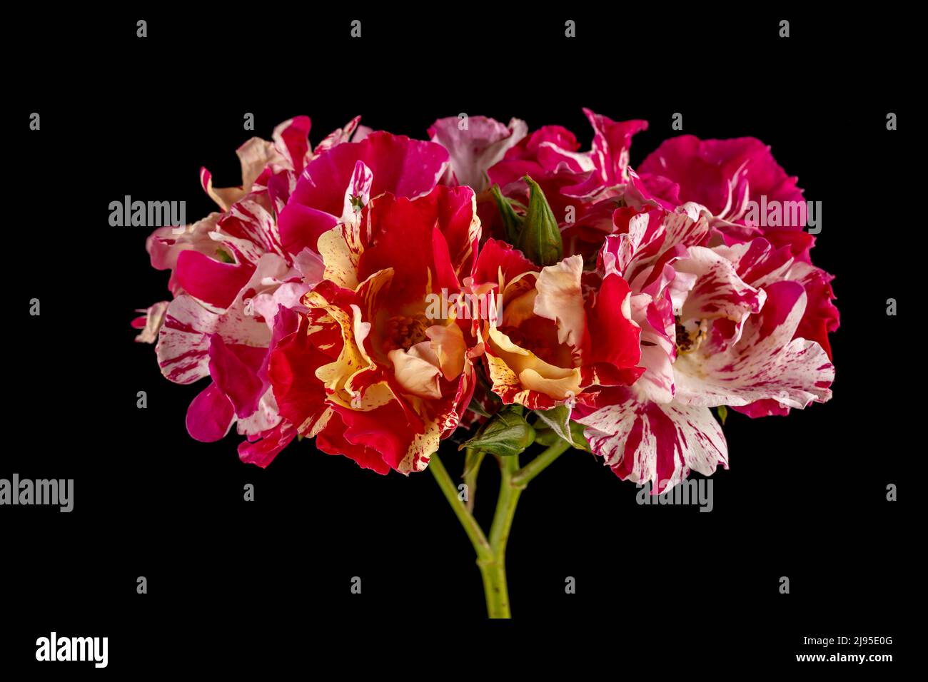 Macro photography of a bunch of red white and yellow color roses ...