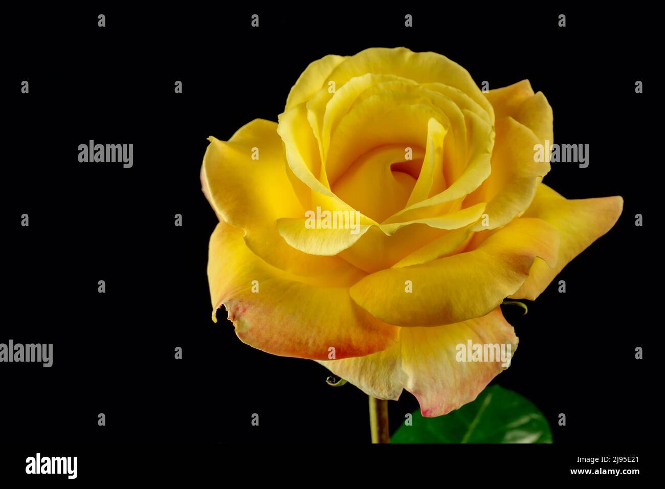 Macro photography of a yellow rose with leaves isolated on black ...