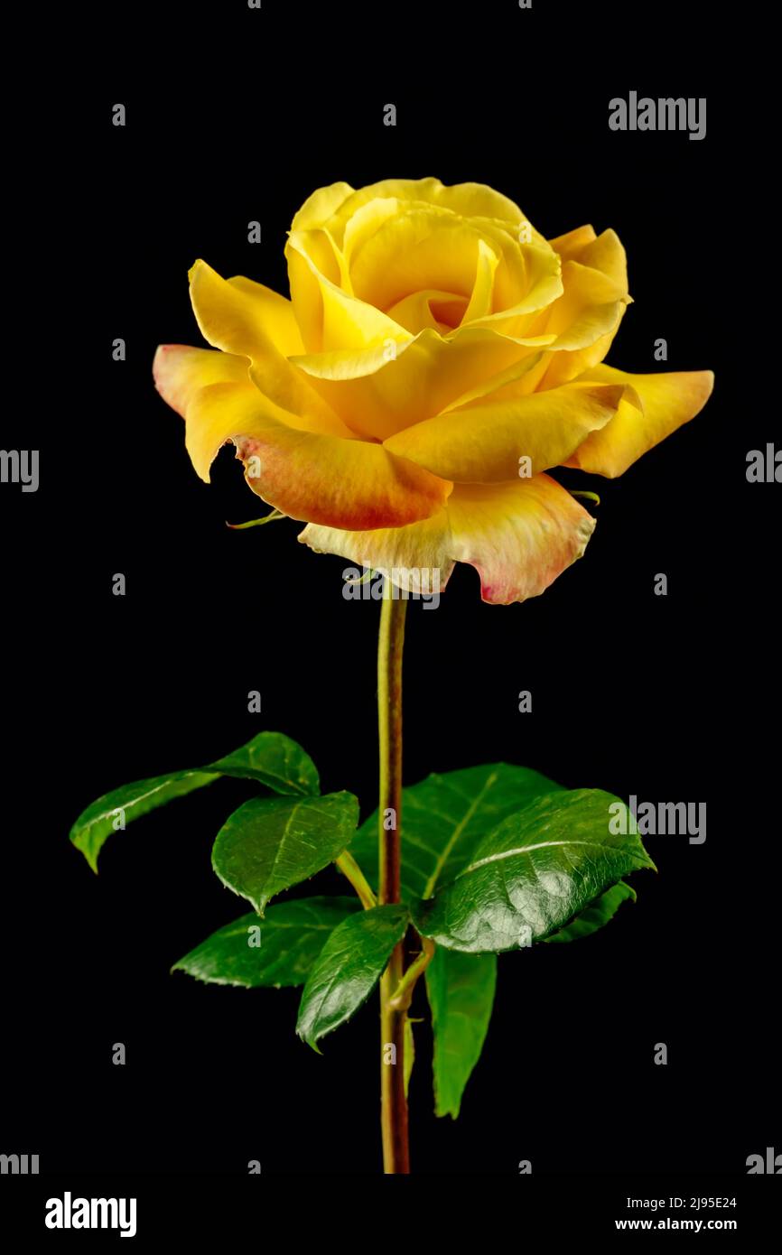 Macro photography of a yellow rose with leaves isolated on black ...