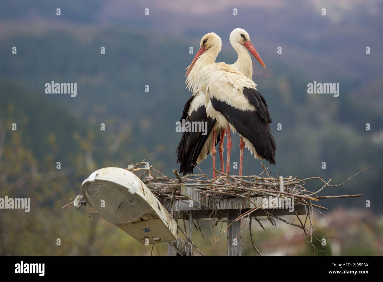 Two wood storks hi-res stock photography and images - Alamy