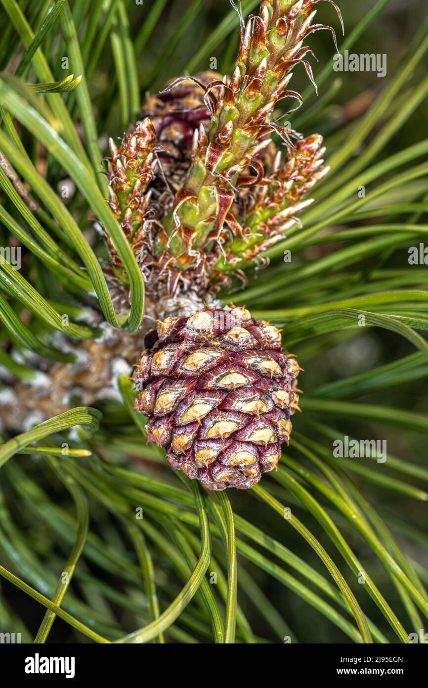Developing Cone of Chinese Red Pine or Table Top Pine (Pinus ...
