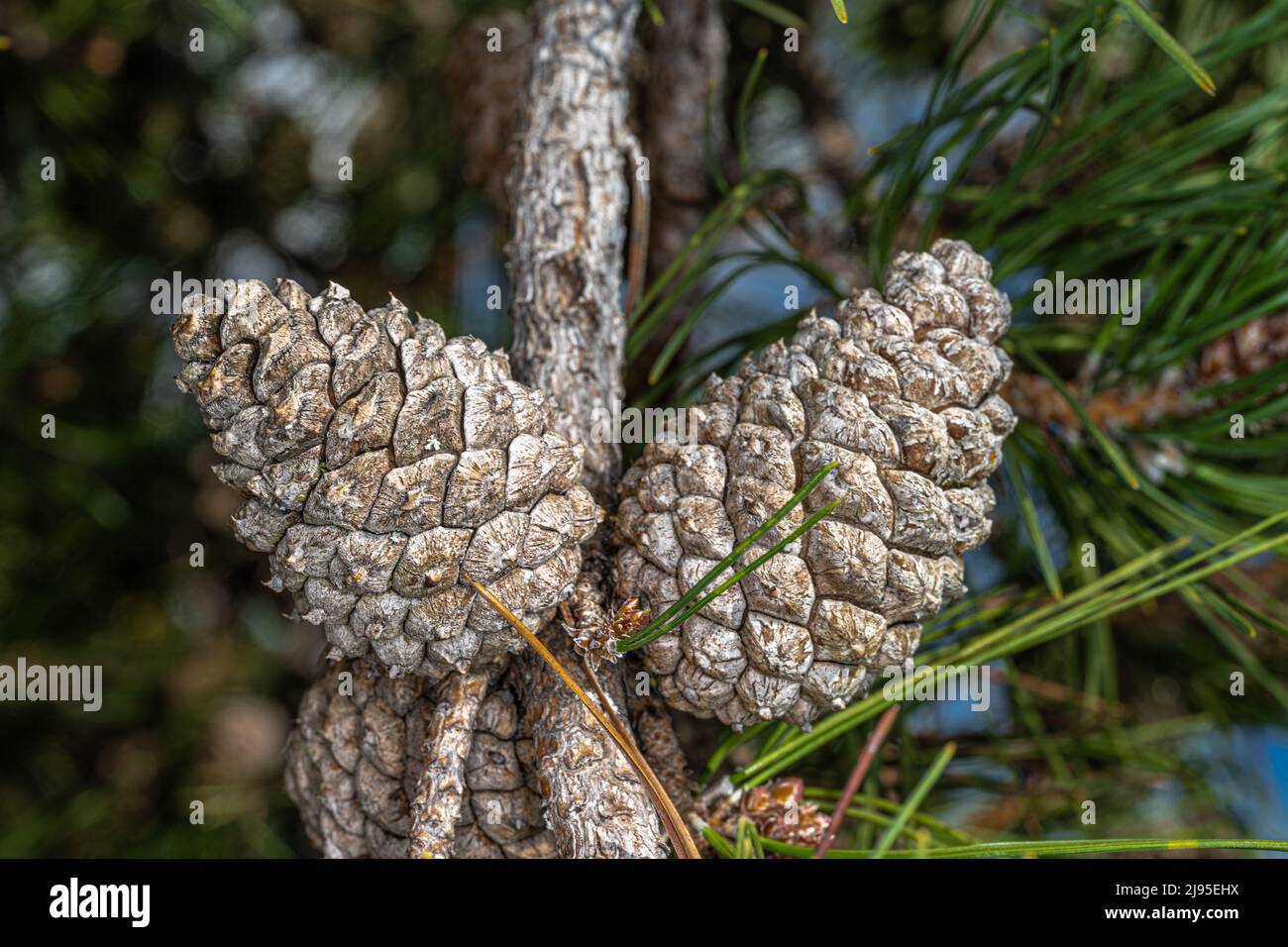 Chinese pine pinus tabuliformis hi-res stock photography and images - Alamy