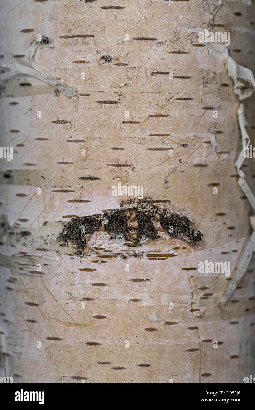 Bark of Cutleaf Weeping European White Birch (Betula pendula ...