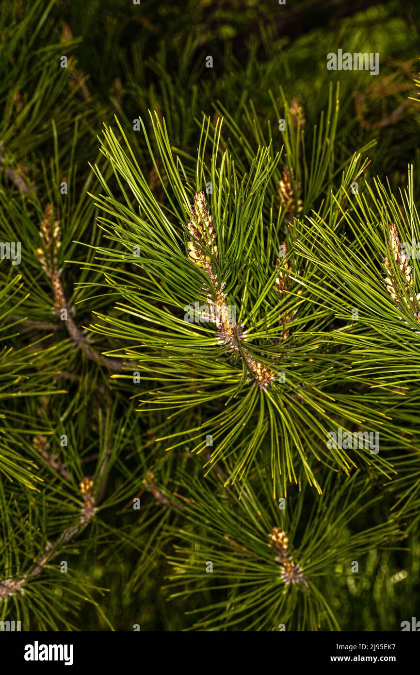 Leaves of Chinese Red Pine or Table Top Pine (Pinus tabuliformis Stock ...