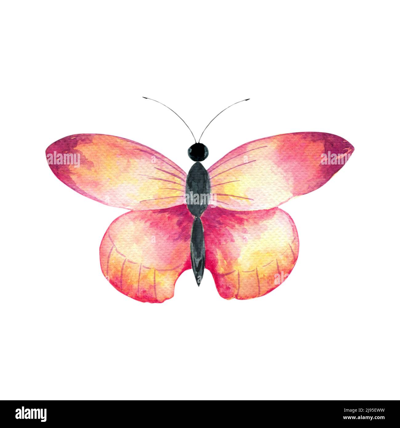 Hand painted illustration.Watercolor tropical buttrfly, insect isolated ...