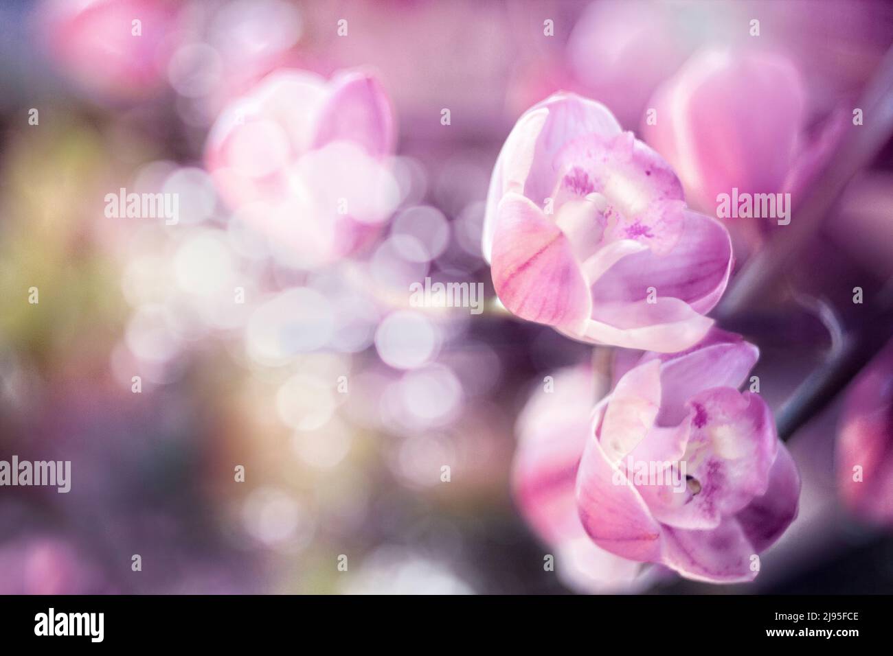 artistic pink flowers with bokeh background Stock Photo - Alamy
