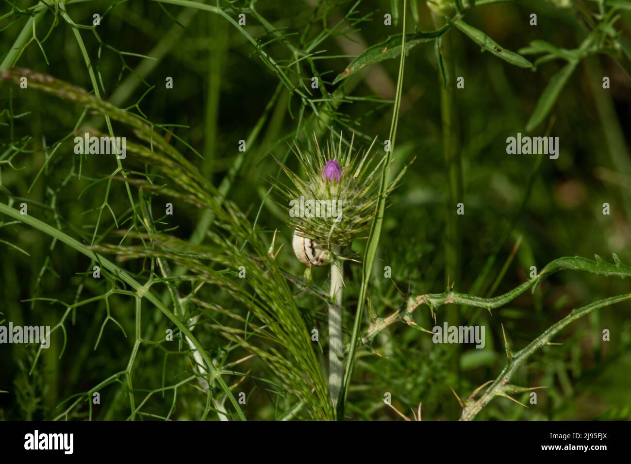 A short tour through the rural landscapes of Bráfim, Montferri and Vila ...
