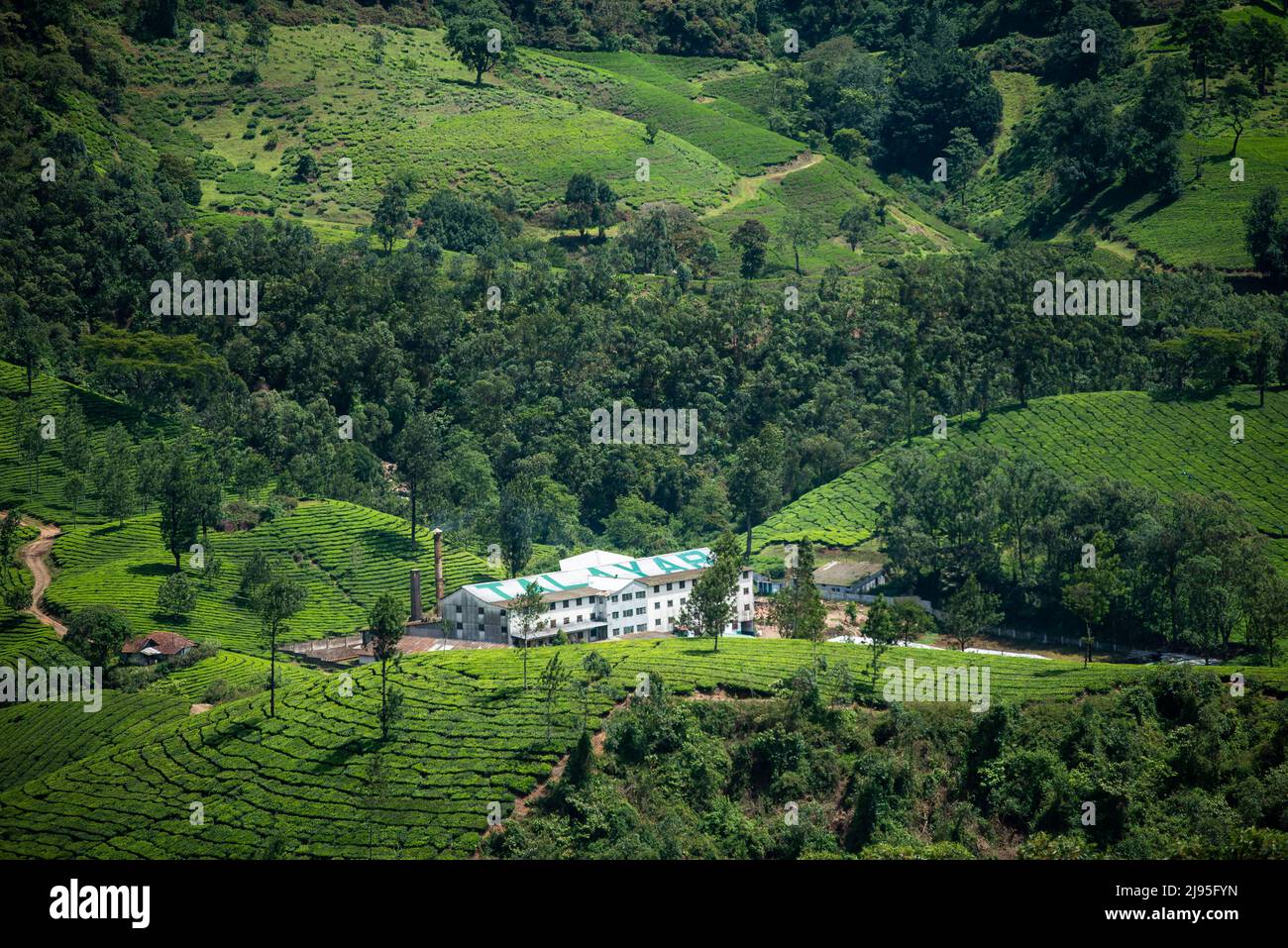 Tea factory at Talayar estate, Munnar, Kerala, India Stock Photo - Alamy