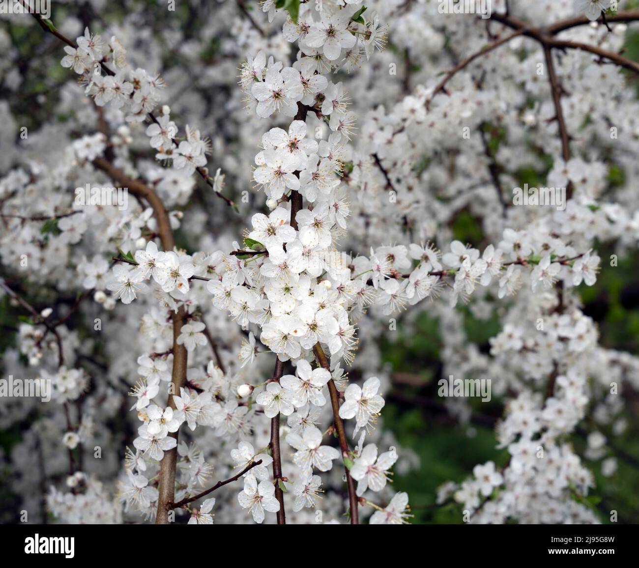 Prunus spinosa, called Blackthorn or Sloe, flowers in full bloom Stock ...