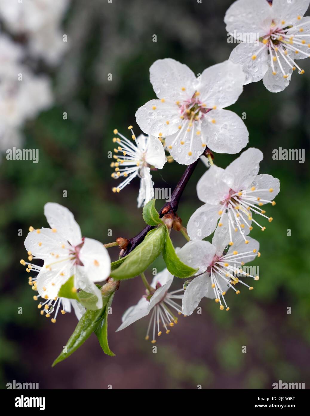 Prunus spinosa, called Blackthorn or Sloe, flowers in full bloom Stock ...