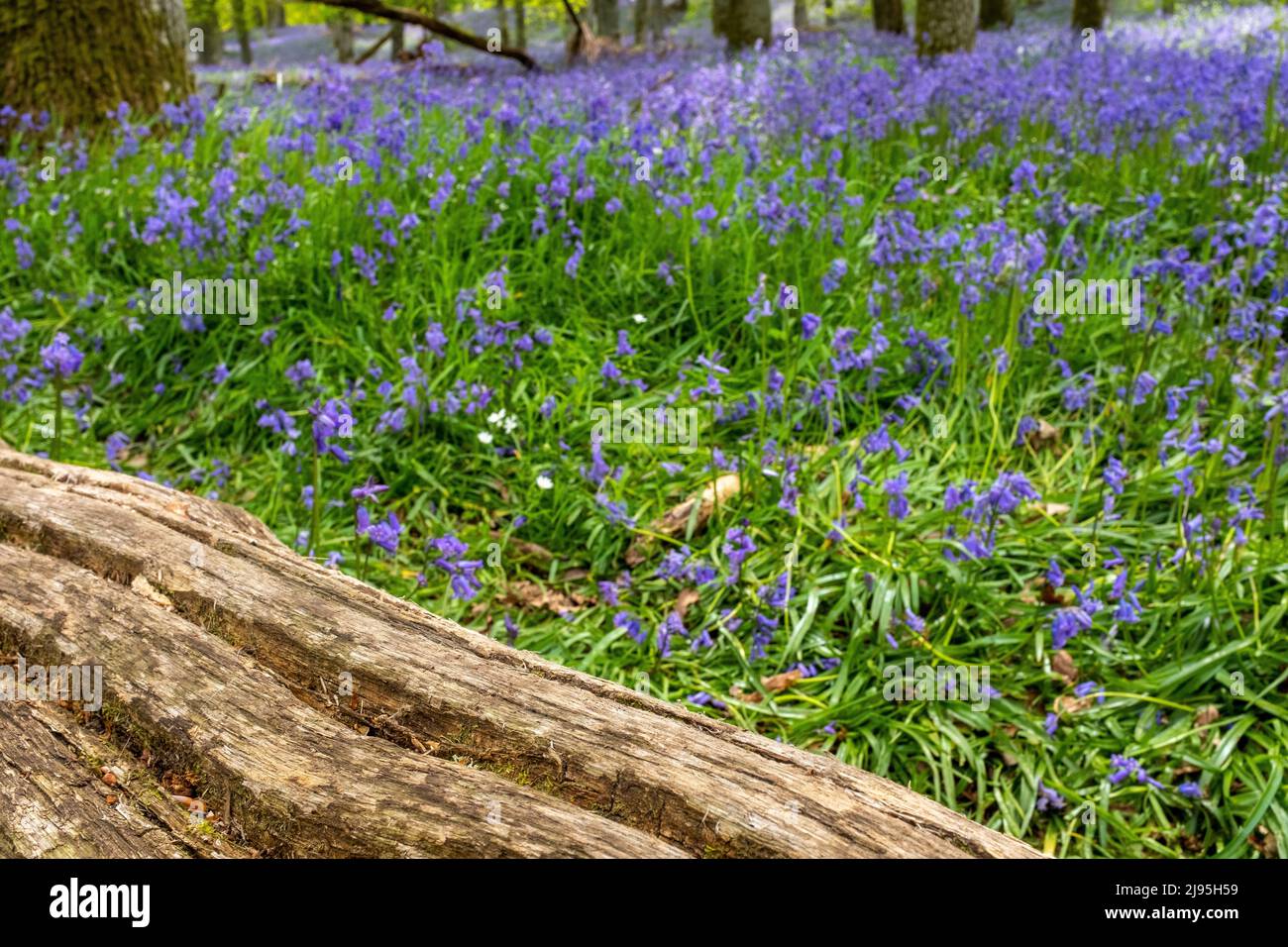 Bluebells, Bluebell Wood, Kinclaven Stock Photo - Alamy